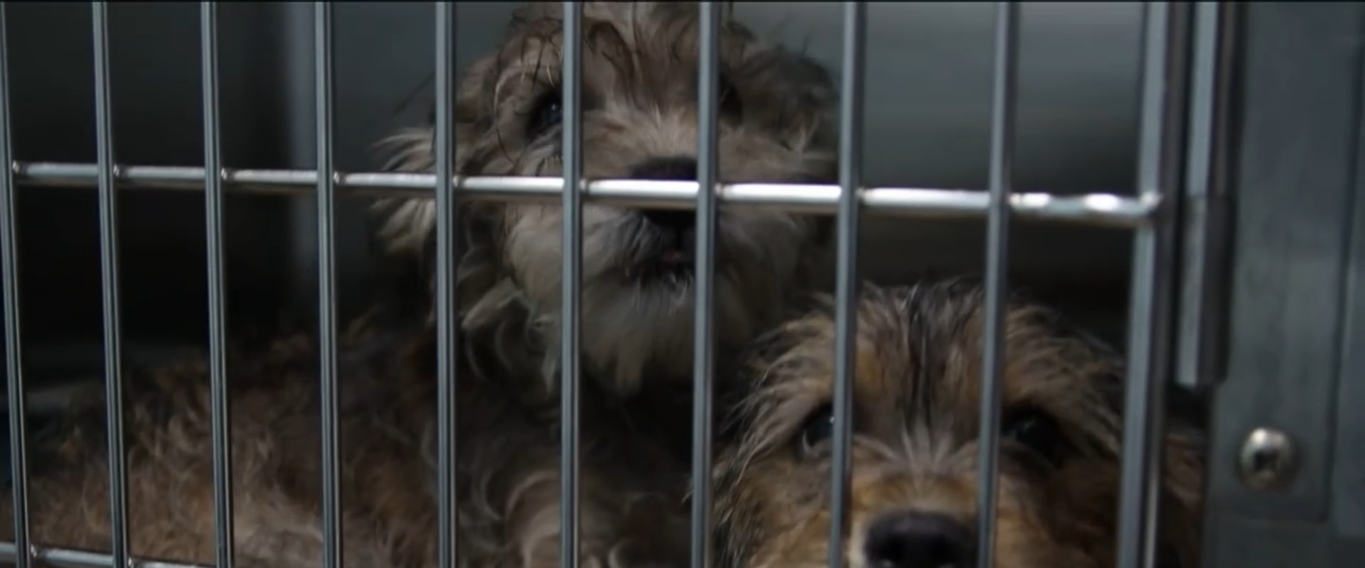 Animal Shelters In Lee County Florida Blog - Humane Society