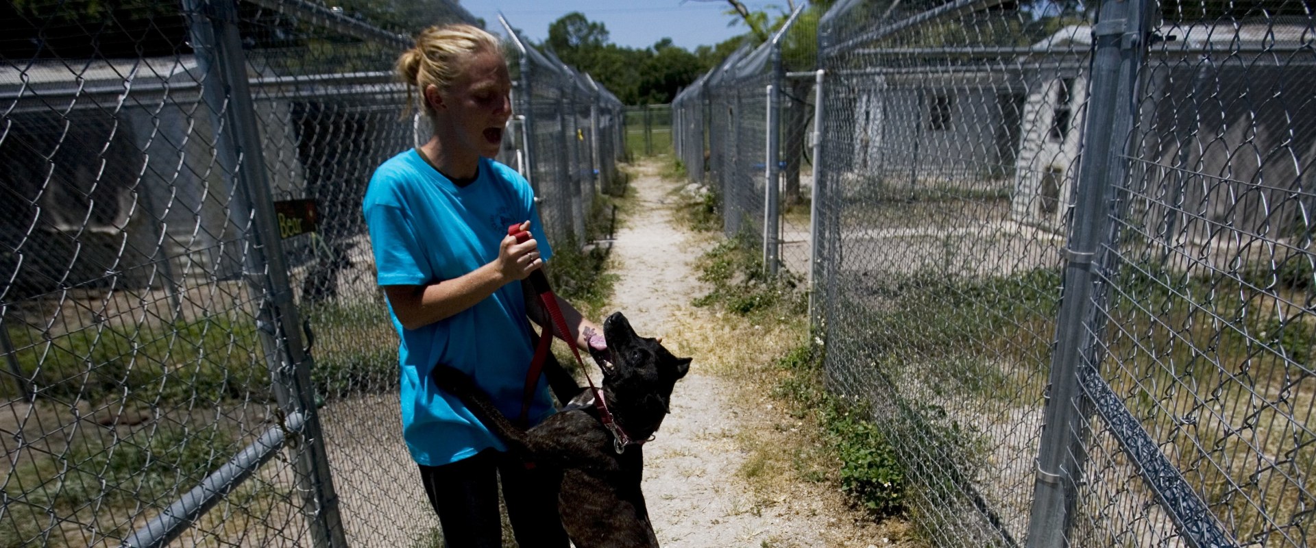 Low-Income Assistance Programs for Animal Shelters in Lee County, Florida