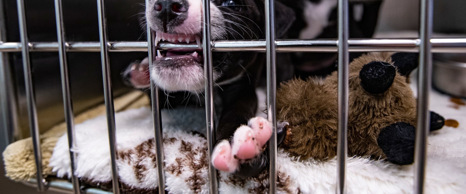 No-Kill Animal Shelters in Lee County, Florida: A Guide for Pet Owners